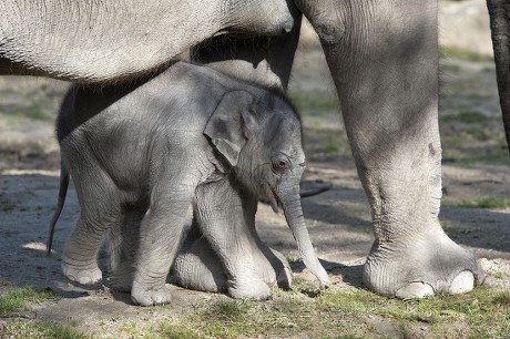 Asian Elephant Elephas Maximus Female Baby Editorial Stock Photo ...