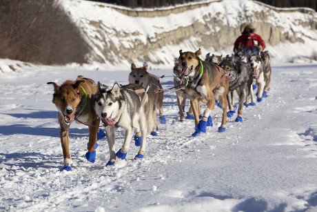 250 Alaskan man Stock Pictures, Editorial Images and Stock Photos ...