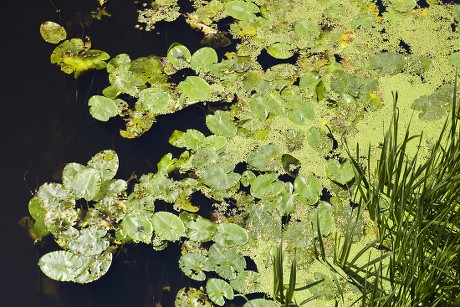 500 Hydrophytes Stock Pictures, Editorial Images and Stock Photos ...