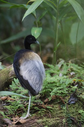 Greywinged Trumpeter Psophia Crepitans Amazon Rainforest Editorial ...