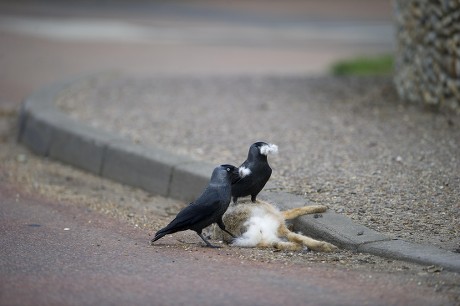 58 Crow eats Stock Pictures, Editorial Images and Stock Photos ...