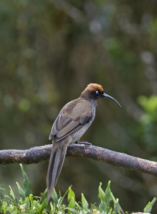 Brown Sicklebill Epimachus Meyeri Female Kumul Editorial Stock Photo ...