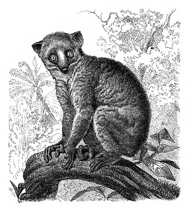 Historic Illustration Angwantibo Golden Potto Arctocebus Editorial ...