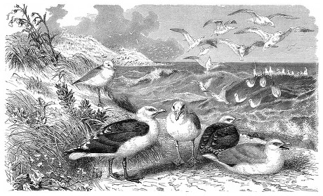 Historical Graphic Representation Animal Drawing Great Editorial Stock ...
