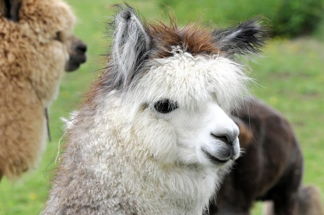 75 Lama alpaca Stock Pictures, Editorial Images and Stock Photos ...