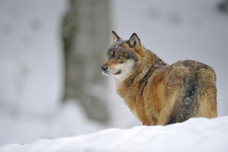 Mackenzie Valley Wolf Canadian Timberwolf Canis Editorial Stock Photo ...