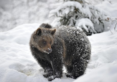 67 Bear turns Stock Pictures, Editorial Images and Stock Photos ...