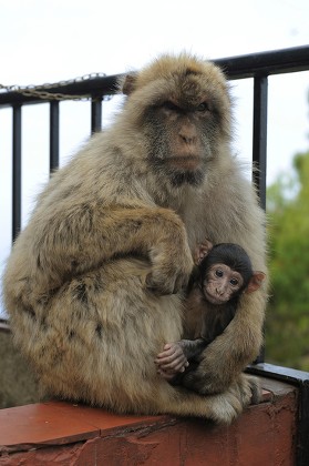 250 Monkies Stock Pictures, Editorial Images and Stock Photos ...