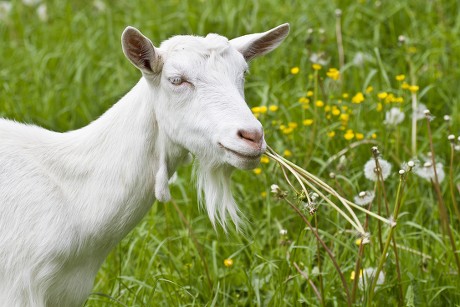 7,000 Ruminants Stock Pictures, Editorial Images and Stock Photos ...