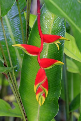 Heliconia Heliconia Psittacorum Flower Kota Kinabalu Editorial Stock ...
