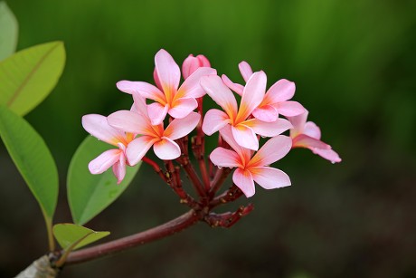 Pink Pudica Frangipani Plumeria Pudica Flowers Editorial Stock Photo ...
