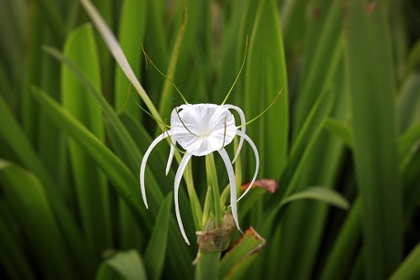 Carolina Spiderlily Hymenocallis Occidentalis Flower Kota Editorial ...