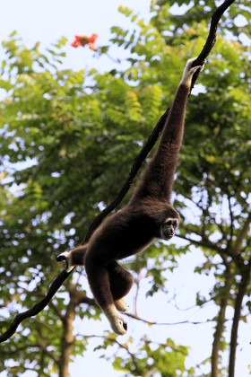 250 Lesser apes Stock Pictures, Editorial Images and Stock Photos ...