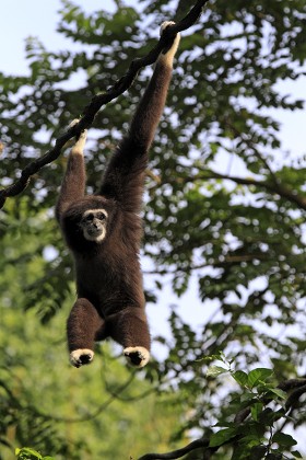 250 Lesser apes Stock Pictures, Editorial Images and Stock Photos ...