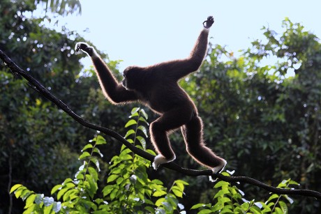 250 Lesser apes Stock Pictures, Editorial Images and Stock Photos ...