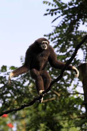 250 Lesser apes Stock Pictures, Editorial Images and Stock Photos ...