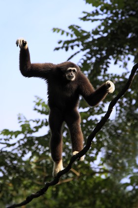 250 Lesser apes Stock Pictures, Editorial Images and Stock Photos ...