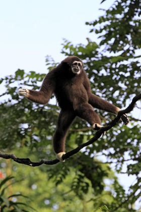 250 Lesser apes Stock Pictures, Editorial Images and Stock Photos ...