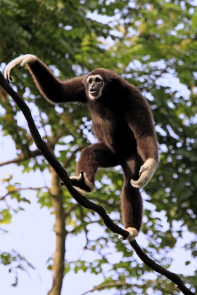 250 Lesser apes Stock Pictures, Editorial Images and Stock Photos ...