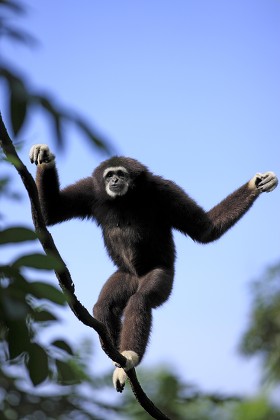250 Lesser apes Stock Pictures, Editorial Images and Stock Photos ...