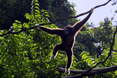 250 Lesser apes Stock Pictures, Editorial Images and Stock Photos ...