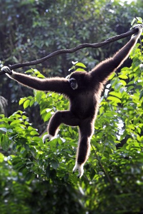 250 Lesser apes Stock Pictures, Editorial Images and Stock Photos ...