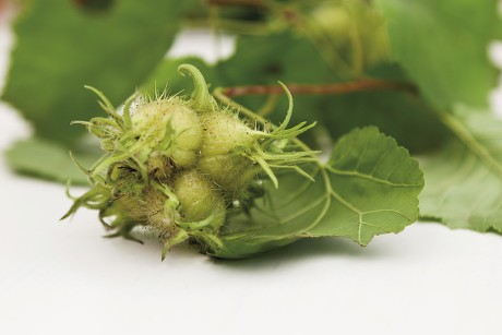 12 Turkish hazel Stock Pictures, Editorial Images and Stock Photos ...