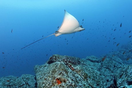 3 Common eagle ray Stock Pictures, Editorial Images and Stock Photos ...