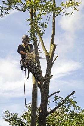 59 Climbing down a tree Stock Pictures, Editorial Images and Stock ...