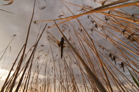 34 Insect groups Stock Pictures, Editorial Images and Stock Photos ...
