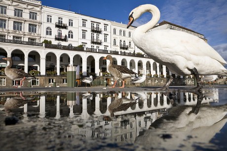 Swan Geese Front Alster Arcades Hamburg Editorial Stock Photo - Stock ...
