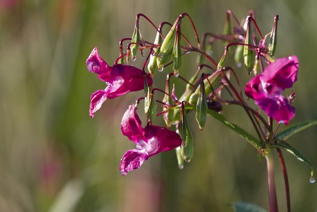 31 Neophyte plant Stock Pictures, Editorial Images and Stock Photos ...