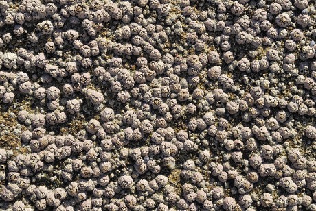 19 Balanidae Stock Pictures, Editorial Images and Stock Photos ...