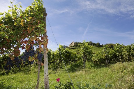 63 Destroyed vineyards Stock Pictures, Editorial Images and Stock ...