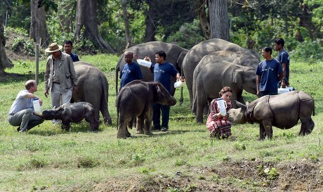 36 Rhinoceri Stock Pictures, Editorial Images and Stock Photos ...
