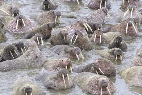 Walruses Editorial Stock Photo - Stock Image | Shutterstock