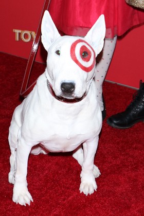 Bullseye Target Dog Editorial Stock Photo - Stock Image | Shutterstock
