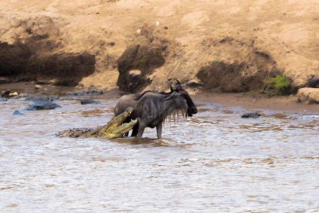 Crocodile Attacking Wildebeest Editorial Stock Photo - Stock Image ...