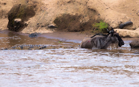 Crocodile Attacking Wildebeest Editorial Stock Photo - Stock Image ...