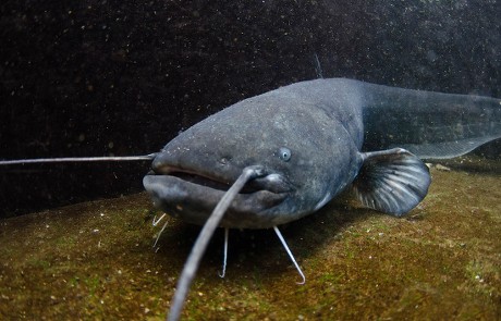 Wels Catfish Editorial Stock Photo - Stock Image | Shutterstock