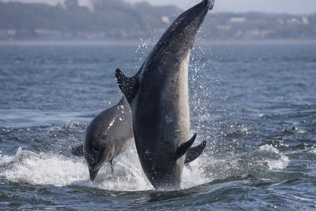 Bottlenose Dolphin Tursiops Truncatus Breaching Fortrose Editorial ...