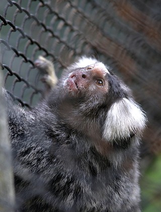 Marmoset One Eight Small Rare Monkeys Editorial Stock Photo - Stock ...