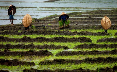 Khasi Farmers Traditional Knup Bamboo Hat Editorial Stock Photo - Stock ...