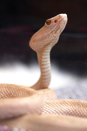 Close View Rare Pink Highly Venomous Editorial Stock Photo - Stock ...