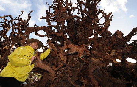 Angela Palmer Her Huge Denya Heartwood Editorial Stock Photo - Stock ...