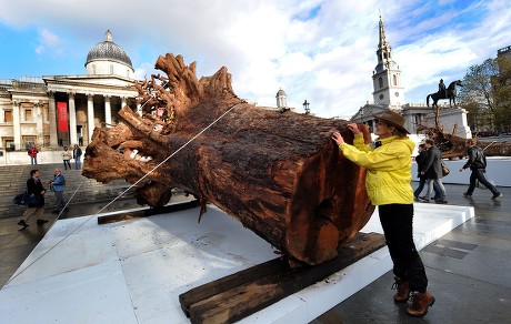 Angela Palmer Her Huge Denya Heartwood Editorial Stock Photo - Stock ...