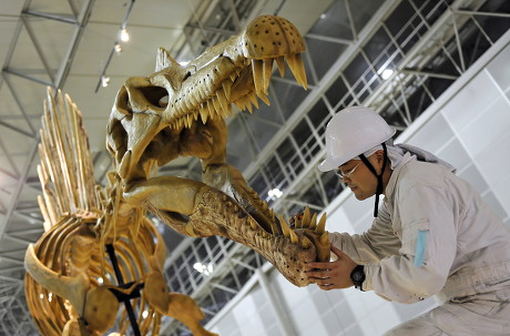 Employee Works On Reproduction Skeleton 17meterlong Editorial Stock ...