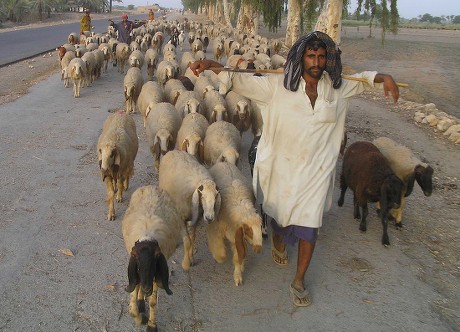 Shepherds Herd Their Sheep Sukkur Sindh Editorial Stock Photo - Stock ...