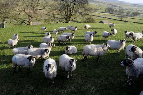 Small Flock Sheep Field Wensleydale Yorkshire Editorial Stock Photo ...