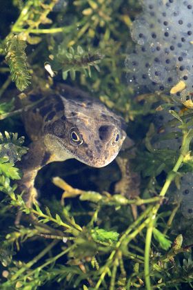 Frogspawn Common Frog Rana Temporaria Pond Editorial Stock Photo - Stock Image | Shutterstock